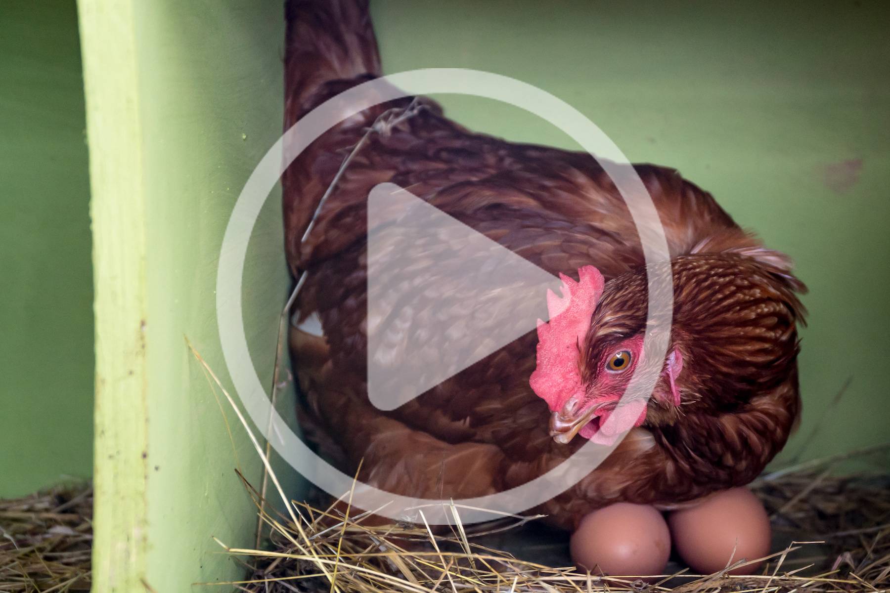 Why Chickens Lay Eggs – Mother Earth News